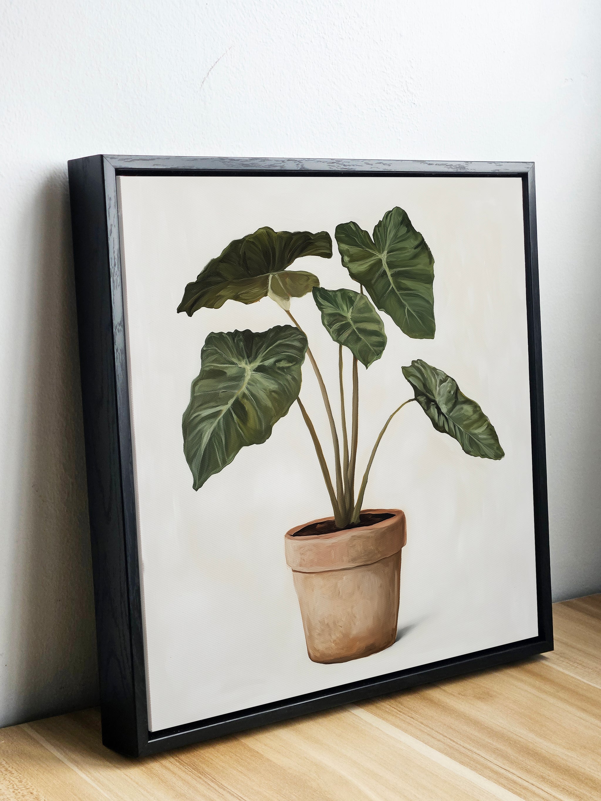 Alocasia 1 – TBLS - The Blue Lagoon Studio